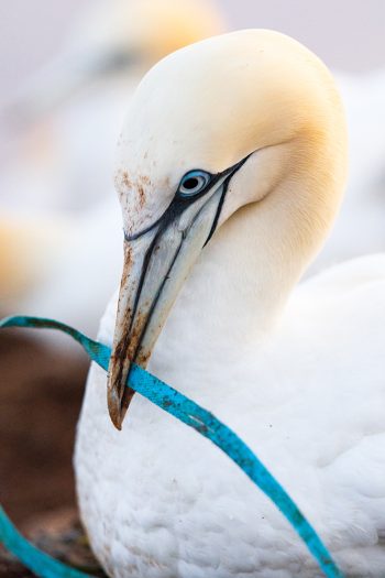 Lana Tannir Interview: Where Nature Photography Meets Environmental Purpose