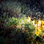 Helios 44-2 Swirly Bokeh Review, Sample Images for Under